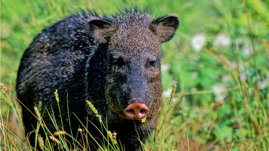 Wild Peccaries Filmed Mourning Their Dead For The First Time | IFLScience