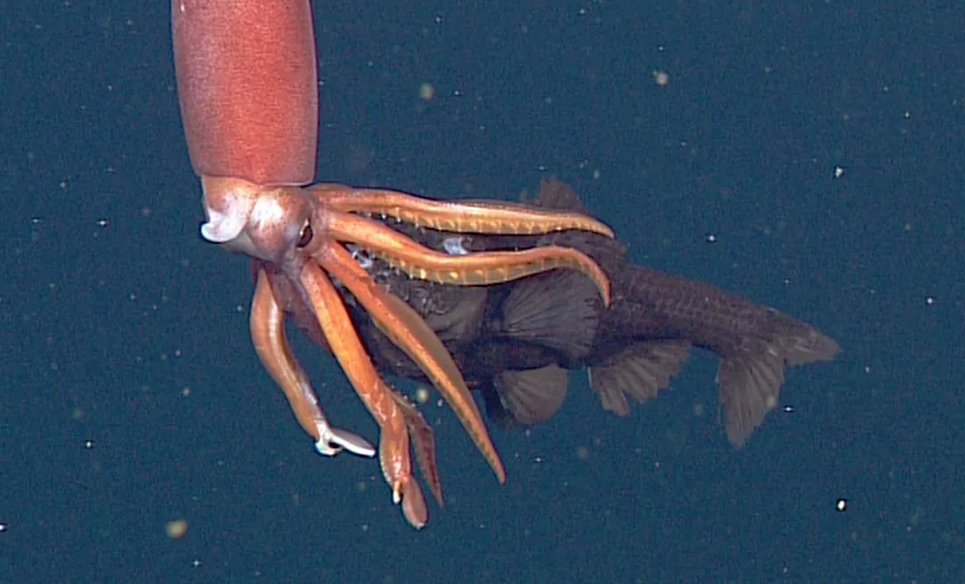 Food Web Of Deep Sea Blob Fish