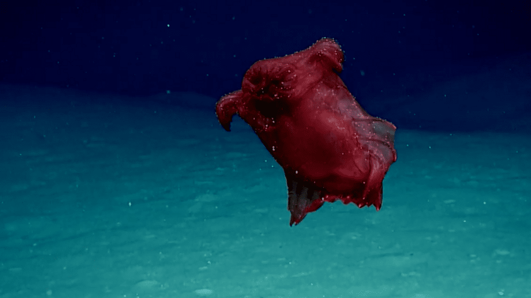 Deep-Sea Explorers Discover A "Headless Chicken Monster" | IFLScience