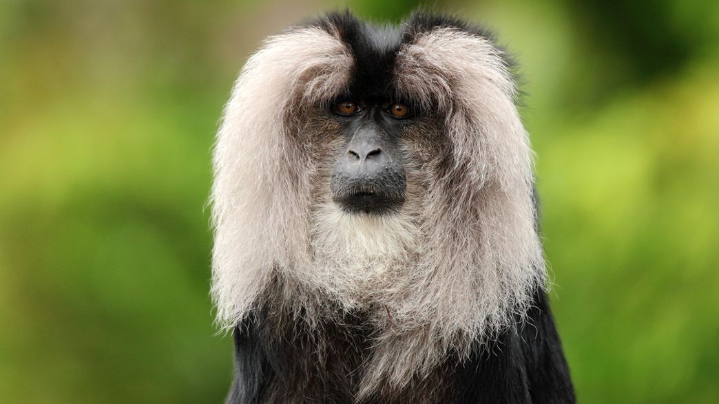 Dundee Zoo Closes To Give Its Troop Of Macaques Time To Grieve | IFLScience