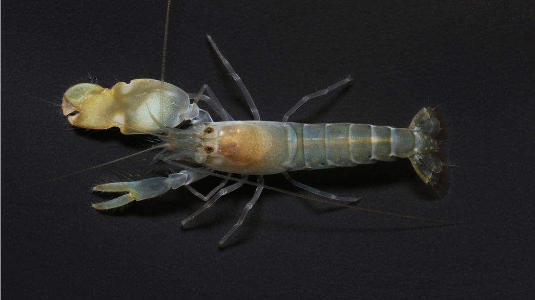 Mystery Of The Pistol Shrimp's Underwater Cannon Solved | IFLScience