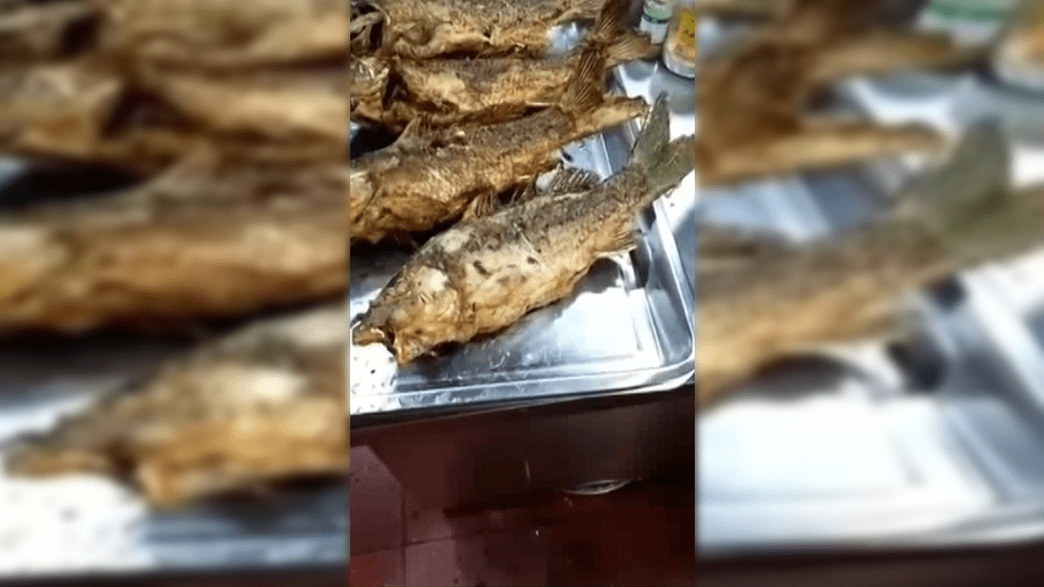 Fried Fish Appears To Be Flapping And Alive. What On Earth Is Actually ...