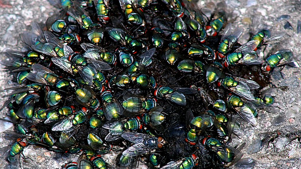 Blowflies Slurp Their Drool To Keep From Overheating | IFLScience