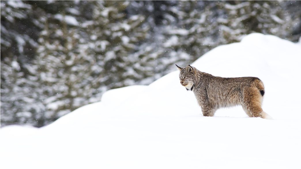 US Government To Remove Protection Of Canadian Lynx Despite Scientists ...