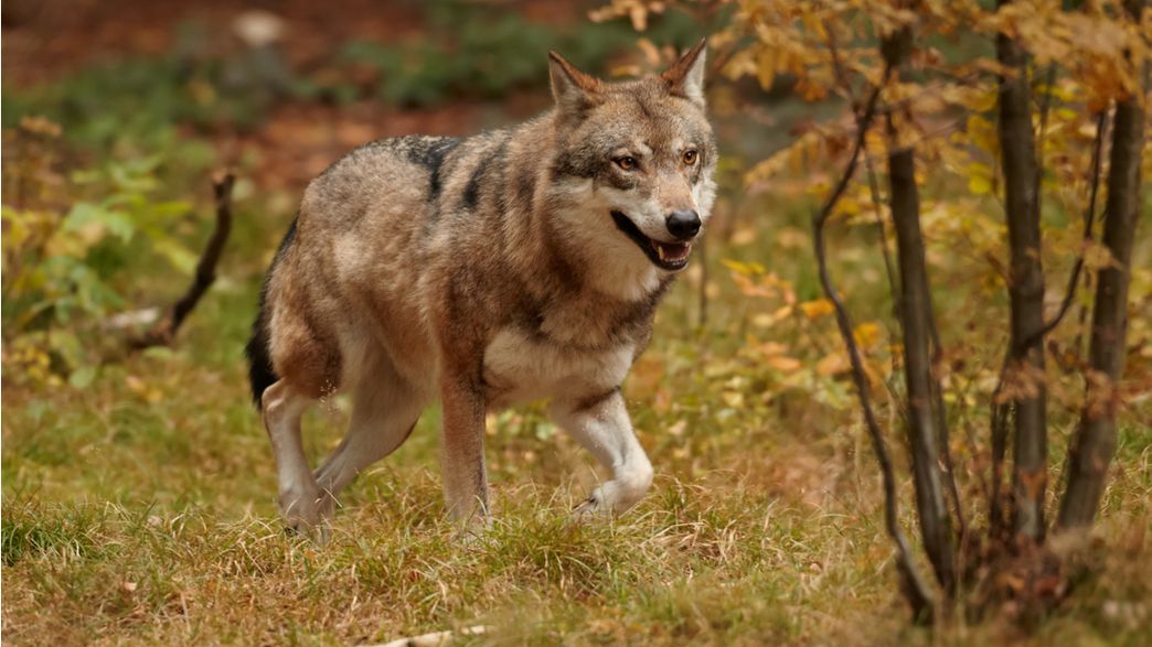 Wolf Found In Belgium For The First Time In Over A Century | IFLScience