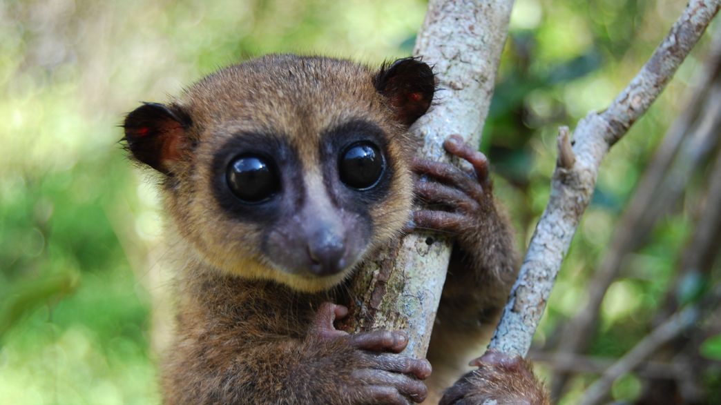 An Adorable New Species Of Dwarf Lemur Has Just Been Discovered ...