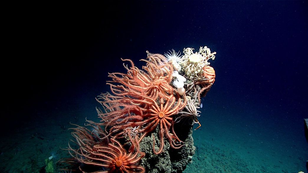Scientists Spent A Month Exploring The Gulf Of Mexico's Deep Sea ...