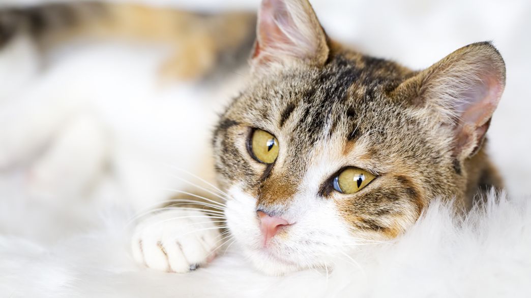 Cats Can Be Right- Or Left-Handed, Just Like Humans | IFLScience