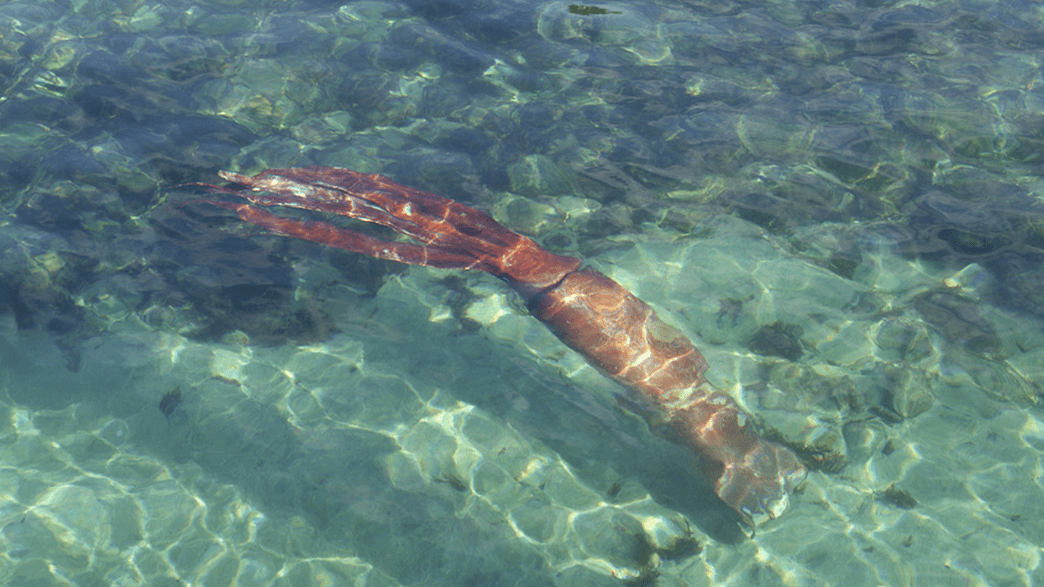 Live Giant Squid