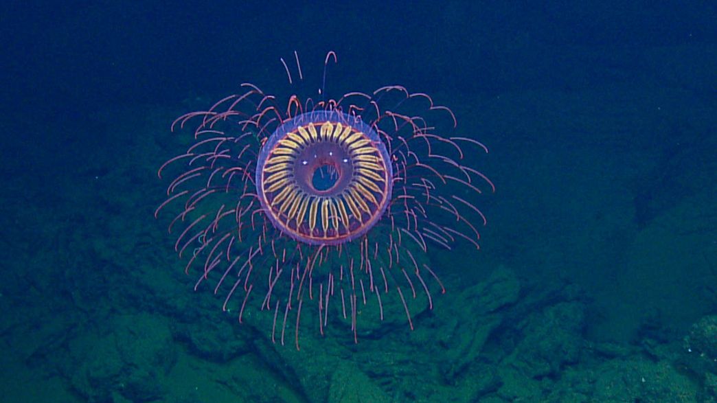 This Deep-Sea Creature Looks Like An Underwater Fireworks Display ...