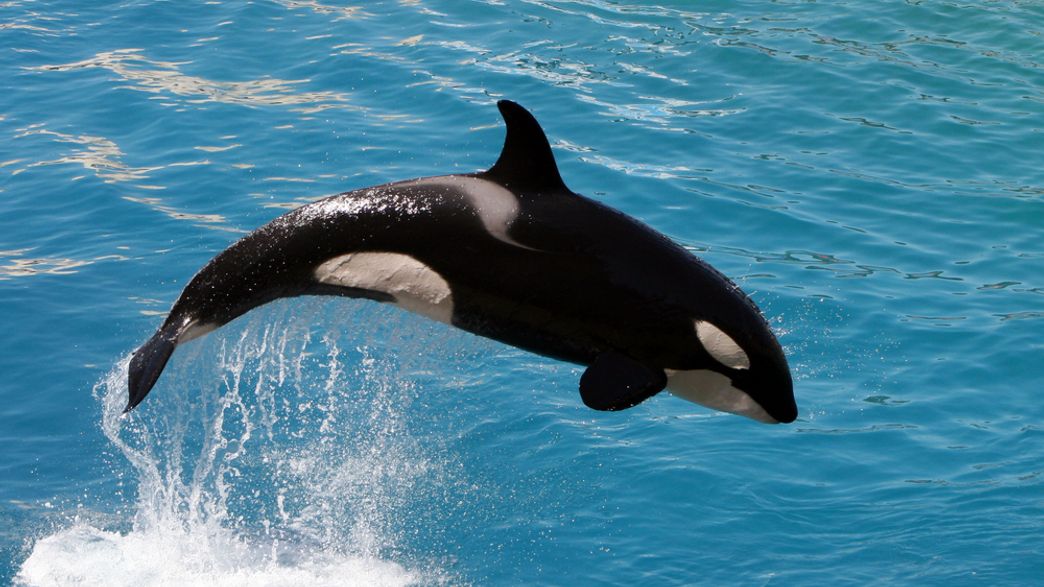 Orca Recorded Using Human Language For The First Time | IFLScience