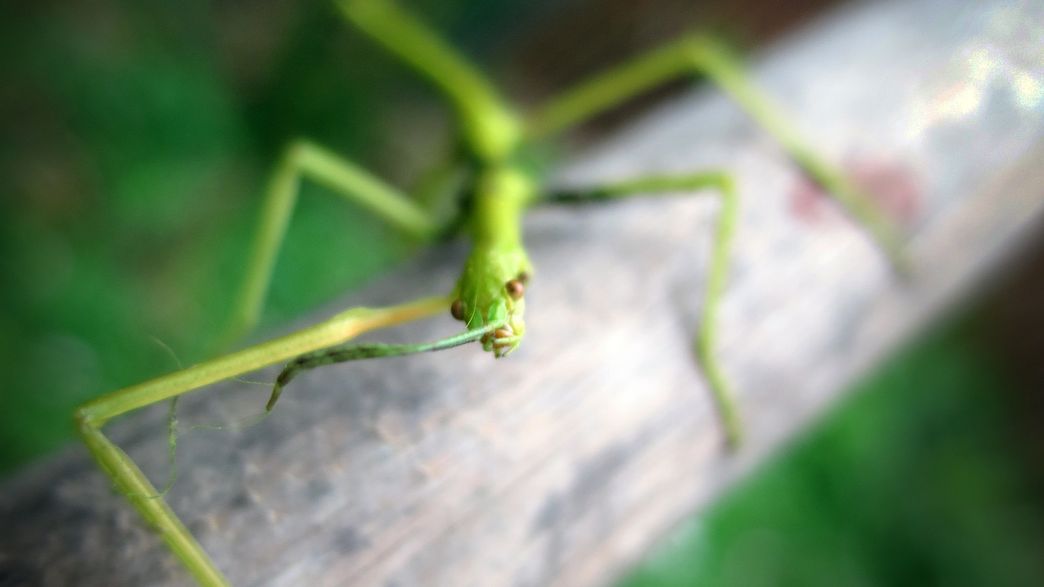 We Thought Only Females Of This Stick Insect Existed, Until Now ...