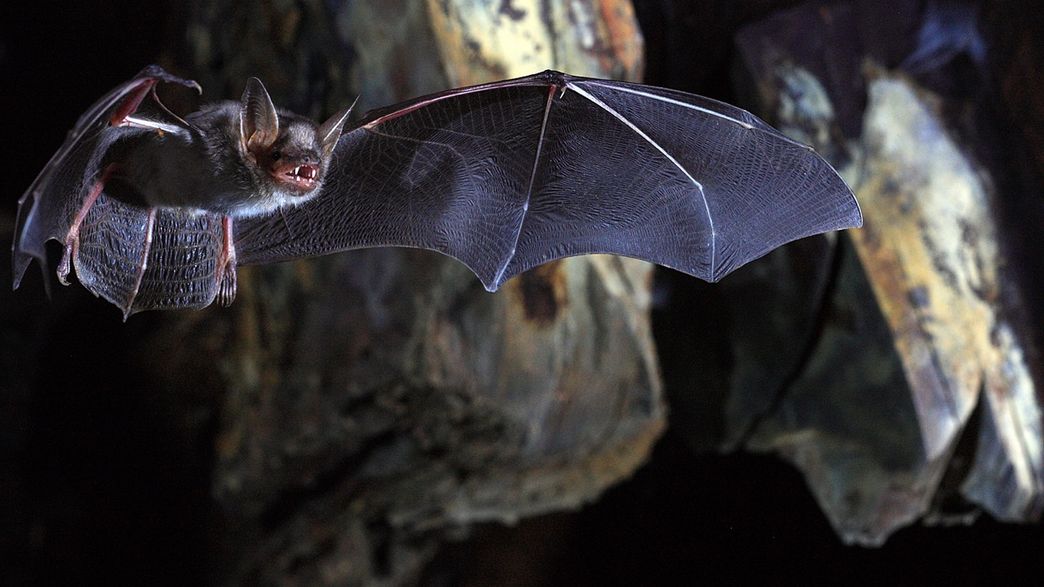 Mouse-Eared Bats Reveal Genetics Behind Super-Longevity | IFLScience