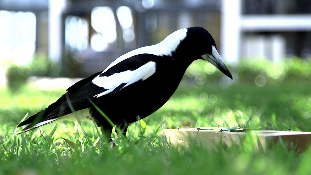 Living Together Makes Australian Magpies Smarter | IFLScience