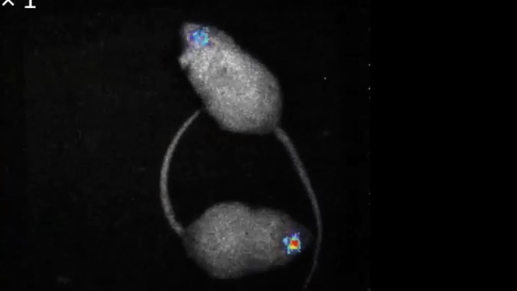 These Mice Have Super-Bright Bioluminescent Brains | IFLScience