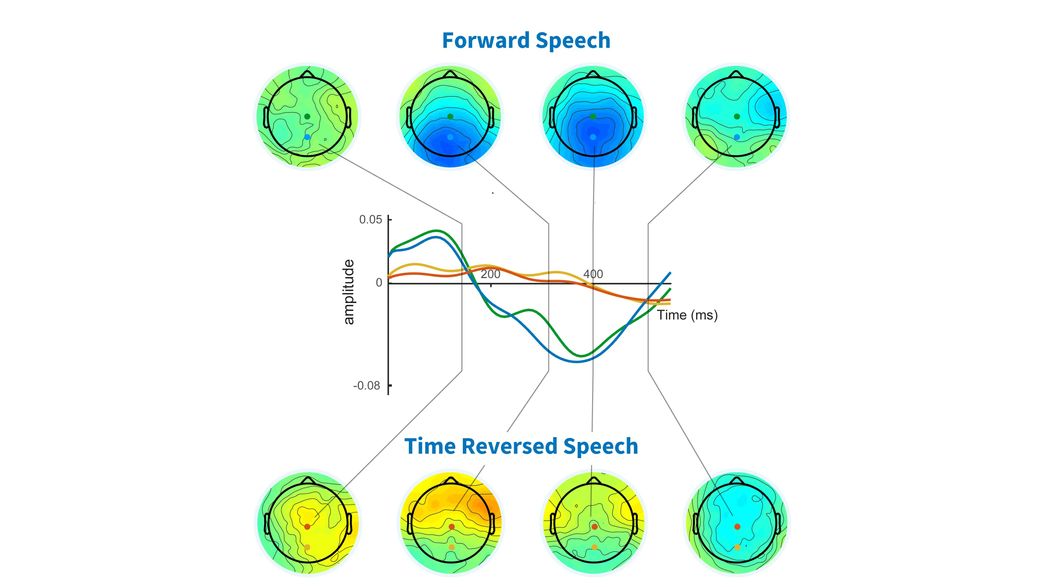 Our Brains Produce A Detectable Signal When We Understand Something We ...