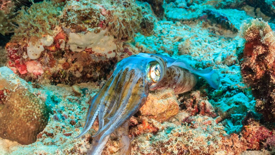 US Army Are Looking At Squids To Inspire Color-Changing Camouflage ...
