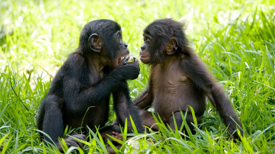 Bonobos And Chimpanzees' Common Body Language Hints At Interspecies ...