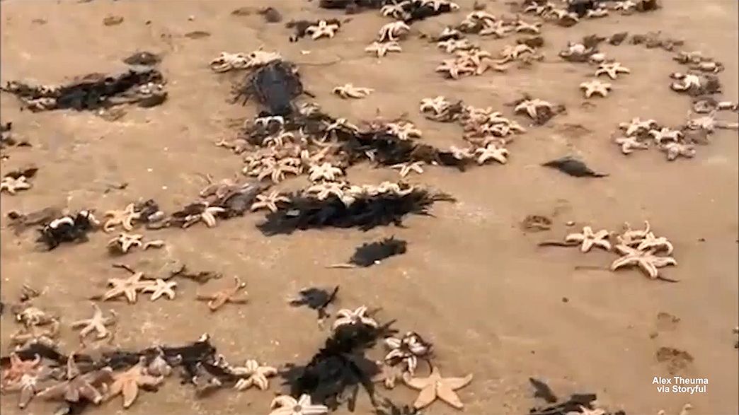 A British Beach Was Just Covered In Thousands Of Dead Starfish | IFLScience