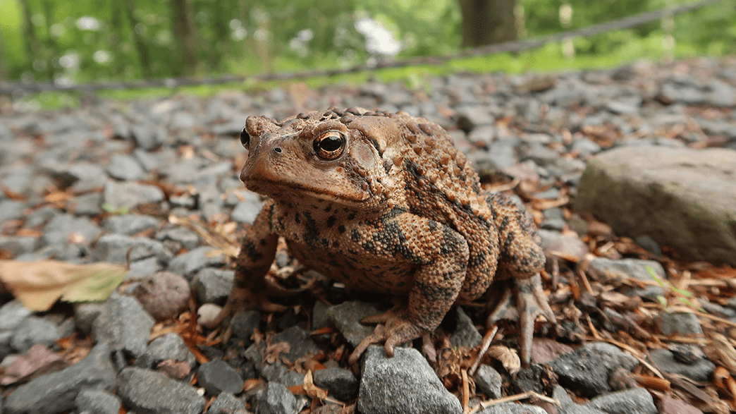 Bizarre And Unsettling Faceless Toad Discovered Hopping Around ...