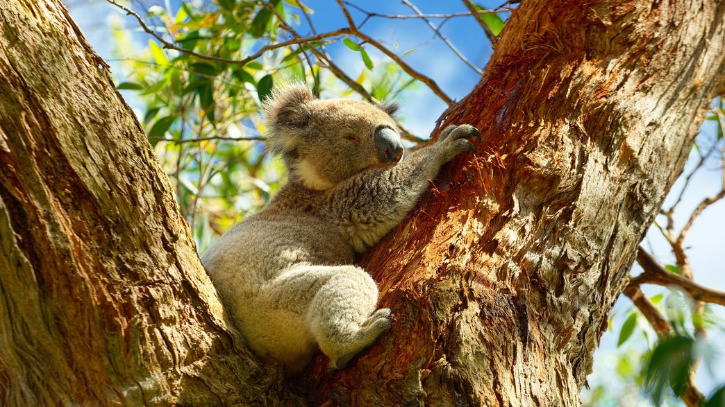 Video Of Wild Koala Swimming Across River Is Astounding The Internet ...