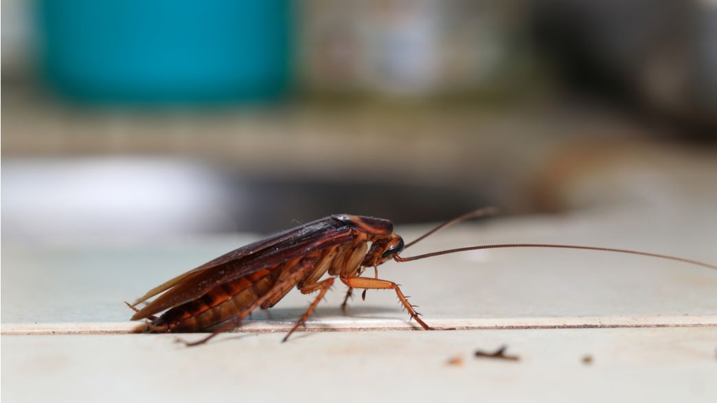 Scientists Have Worked Out Why Cockroaches Are Basically Invincible ...