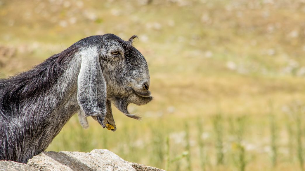 This Is What The "Goat Monster" That's Gone Viral Really Is | IFLScience