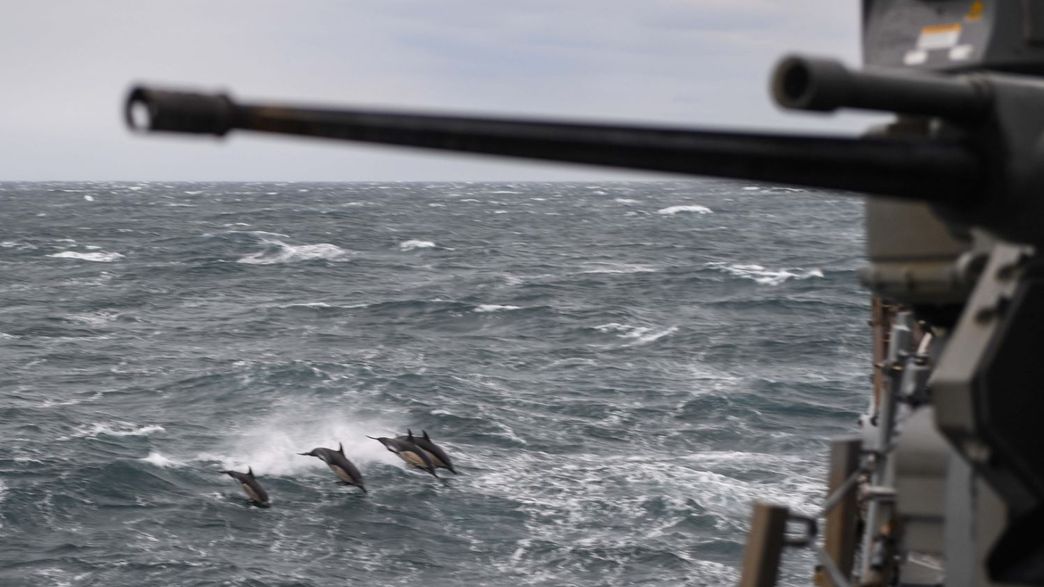 DARPA Wants To Train Sea Life To Become Spies | IFLScience