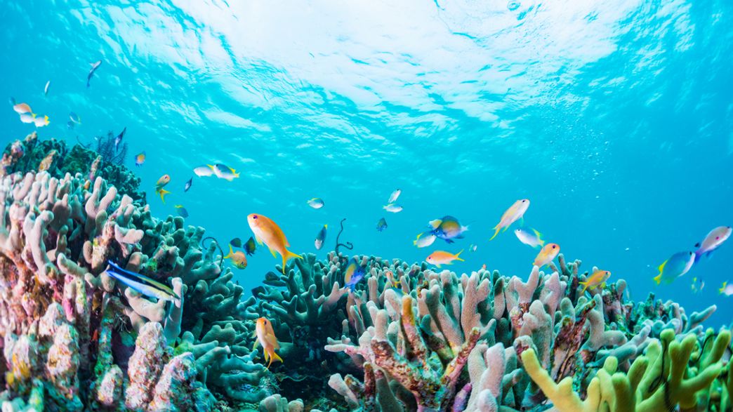 An Ultra-Thin "Sun Shield" On The Sea's Surface Could Protect Our Coral ...