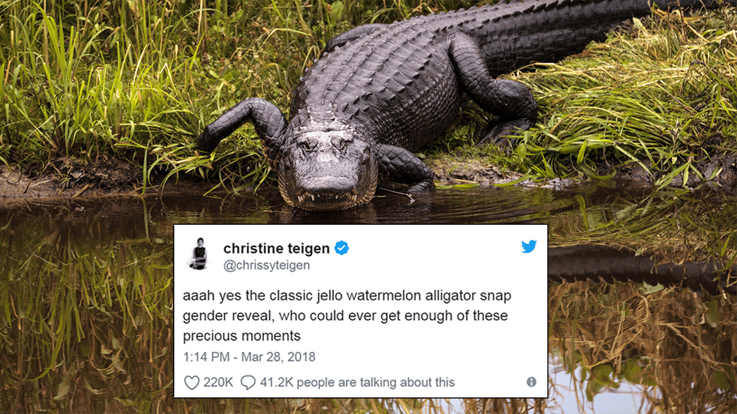 Man Uses Live Alligator And A Watermelon In Bizarre Baby Gender Reveal ...