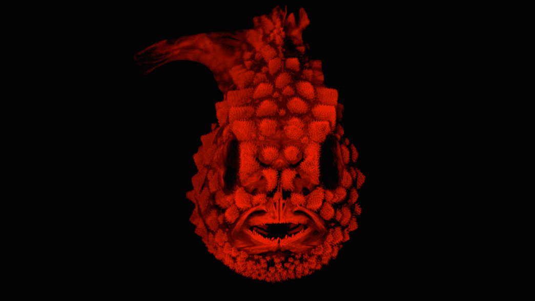 That "Demon" Fish Is Actually Adorable In Real Life | IFLScience