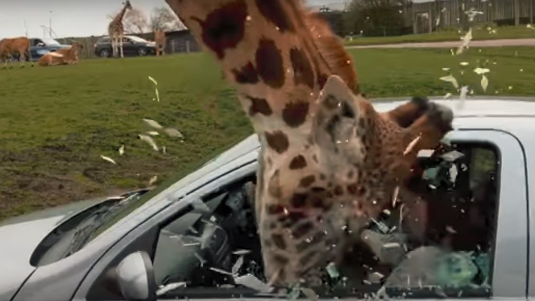 Giraffe Sticks Its Head Into Car, Smashes Window Spectacularly On The ...