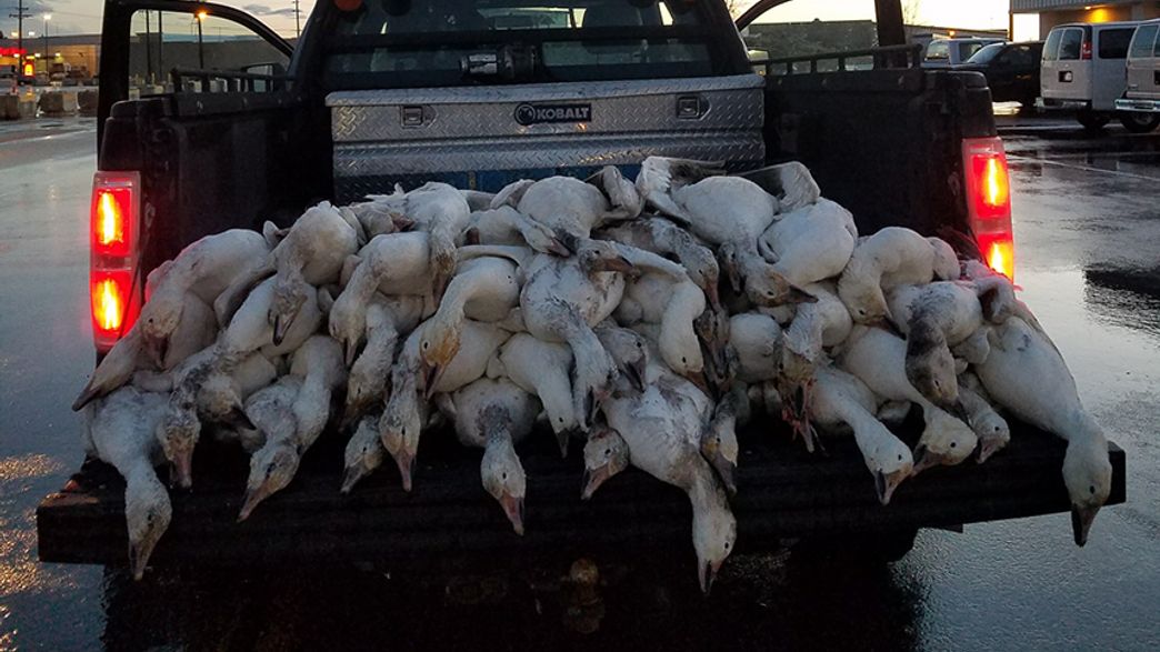 What Caused More Than 100 Geese To Fall From The Sky? | IFLScience