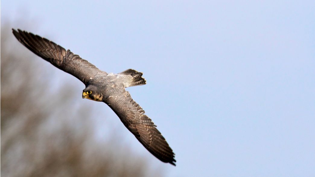 Why Peregrine Falcons Dive-Bomb As Fast As Race Cars | IFLScience