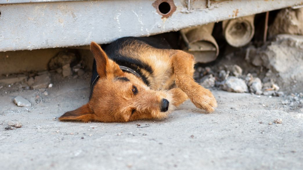 Can Animals Predict Earthquakes? | IFLScience