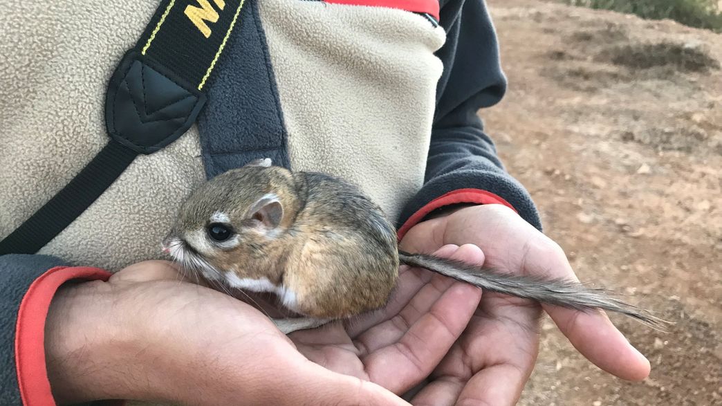 Adorable Critter Rediscovered After Being Presumed Extinct For 32 Years ...