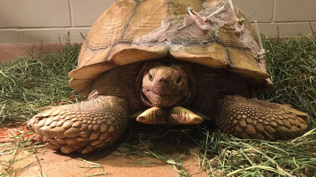 Lucky Tortoise Gets His Cracked Shell Repaired With $4,000 Procedure ...
