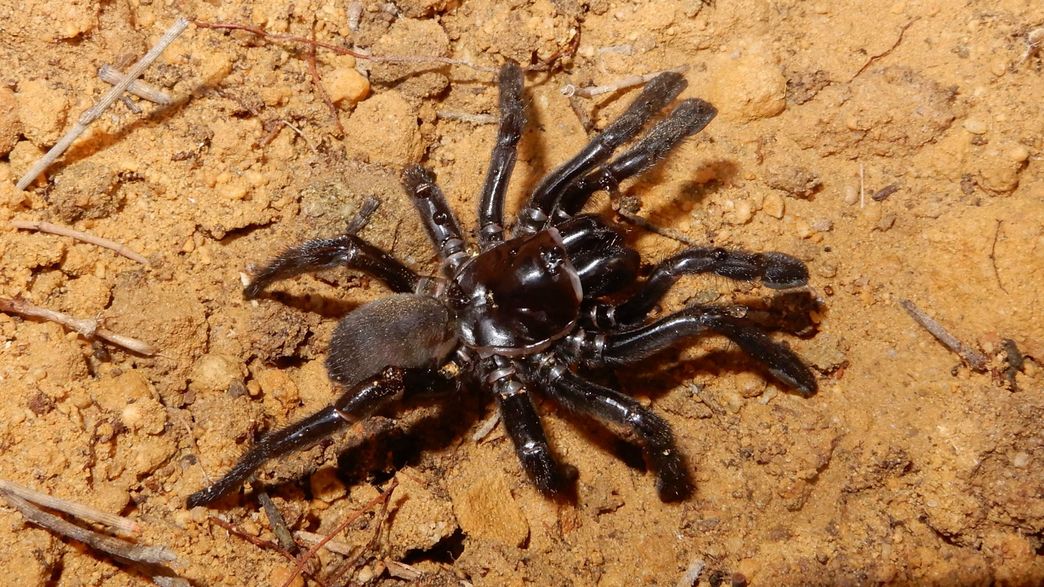 World's Oldest Spider Dies - But Not From Old Age | IFLScience