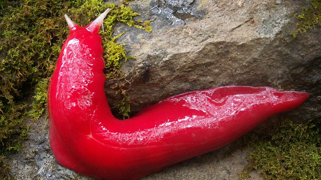 New Species Of Hot Pink Slug Described In Australia | IFLScience