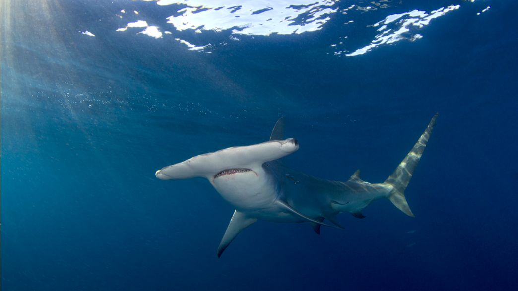 Six Shark Species Identified By Sequencing Their DNA From Seawater ...