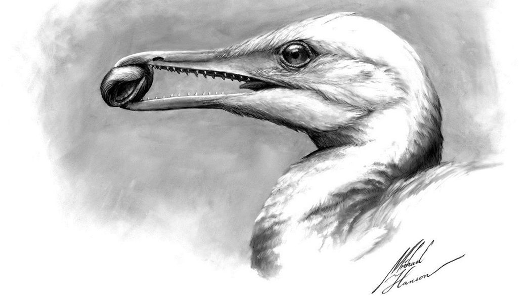 We Now Know What The First Bird Beak Looked Like | IFLScience