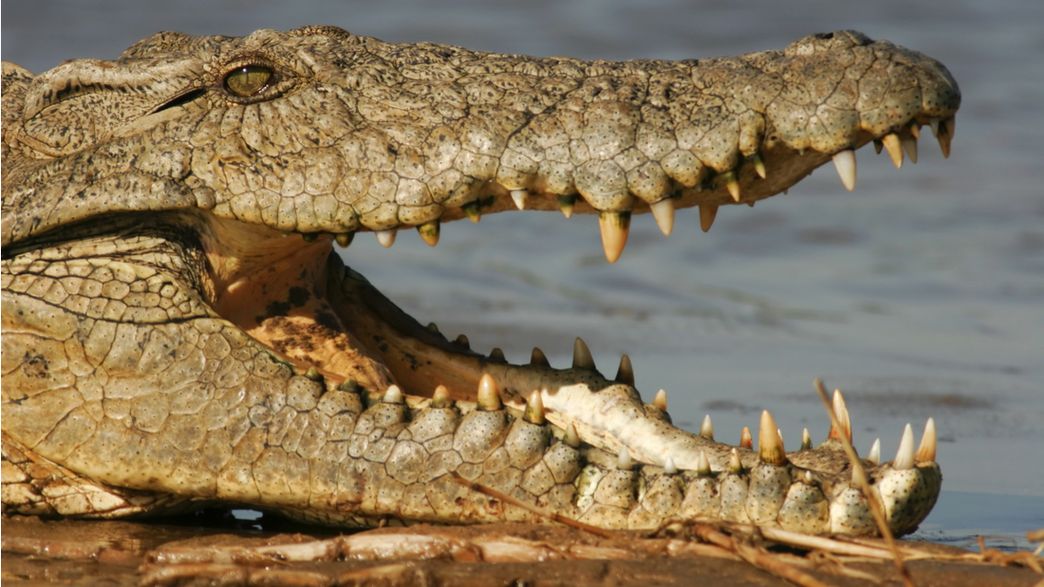 Researchers Played Classical Music To Crocodiles In An MRI Scanner ...