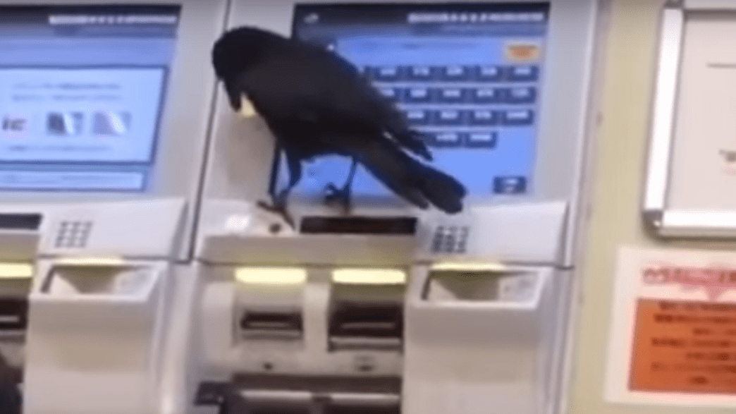 Check Out What Happened When This Cunning Crow Got Hold Of A Credit ...