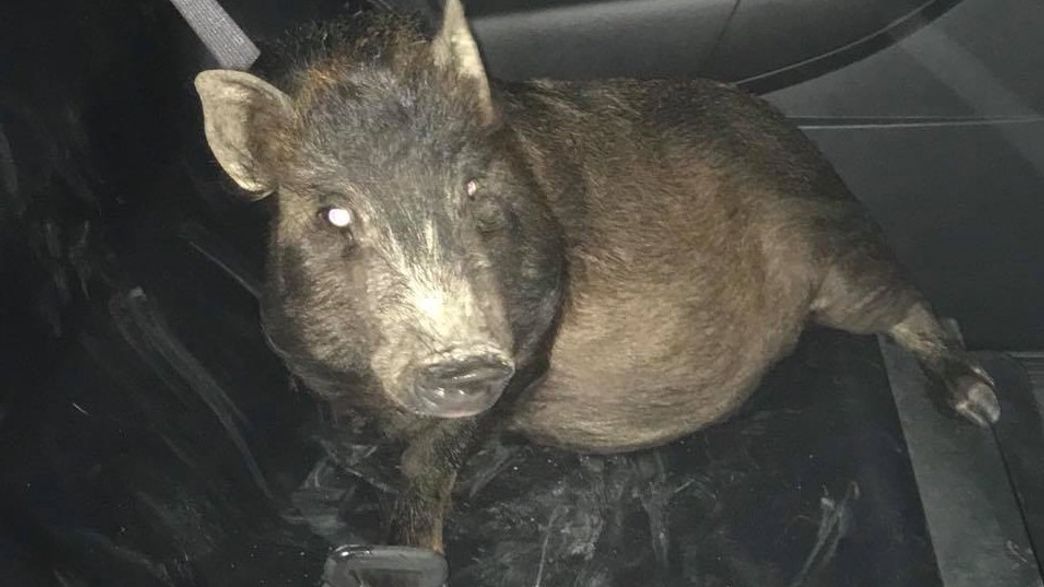 Ohio State Police Arrested A Pig For "Stalking" A Man | IFLScience
