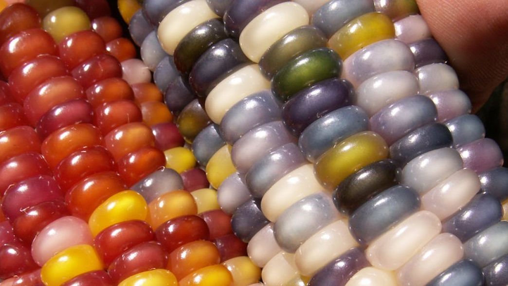 This Multi-Colored Corn Is Real And There Is A Fantastic Story Behind ...