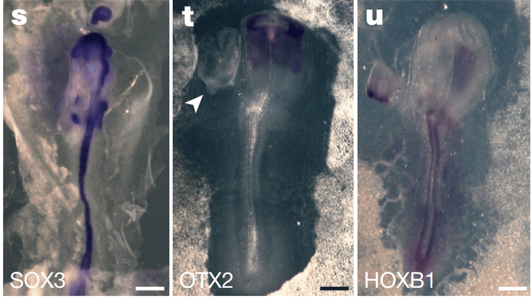 Why Did Scientists Just Create Human-Chicken Embryo Hybrids? | IFLScience