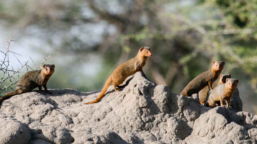 Mongoose Pups Try To Play With Hornbill Bird, Comedy Ensues | IFLScience
