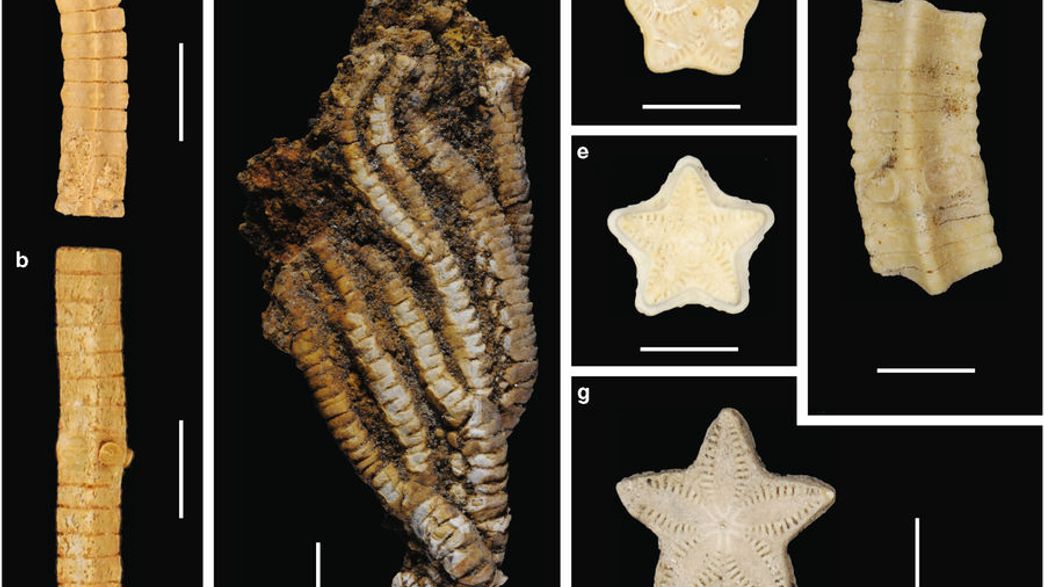 A Child's Discovery Could Rewrite Millions Of Years Of Marine Evolution ...