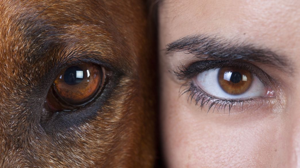Check Out How Your Vision Compares To Your Pet's With These Cool Images ...