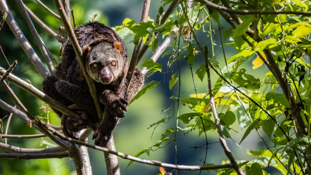 First Sulawesi Bear Cuscus To Be Born In Captivity Is Freaking Adorable ...